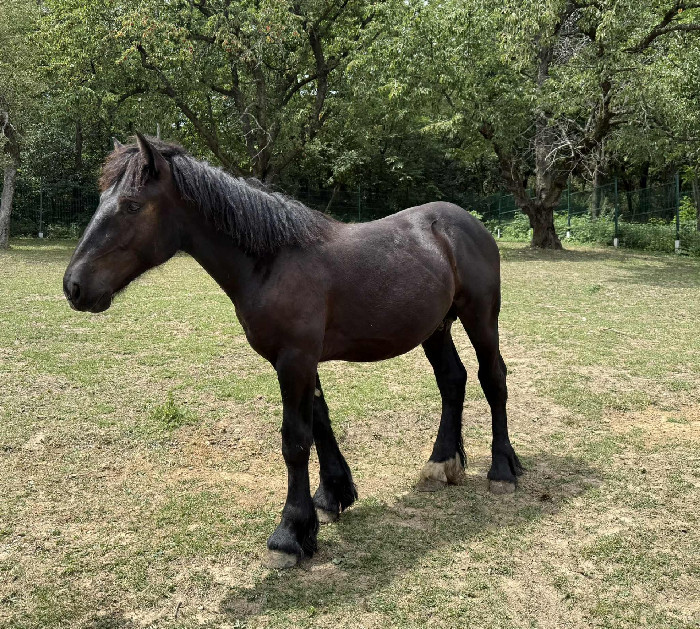 Kone na adopciu :: NÁDEJ PRE KONE a ĽUDÍ, o.z.